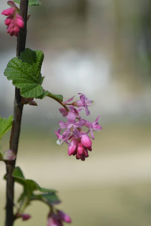 Flowering currant stock image. Image of spring, redflowered - 235803603