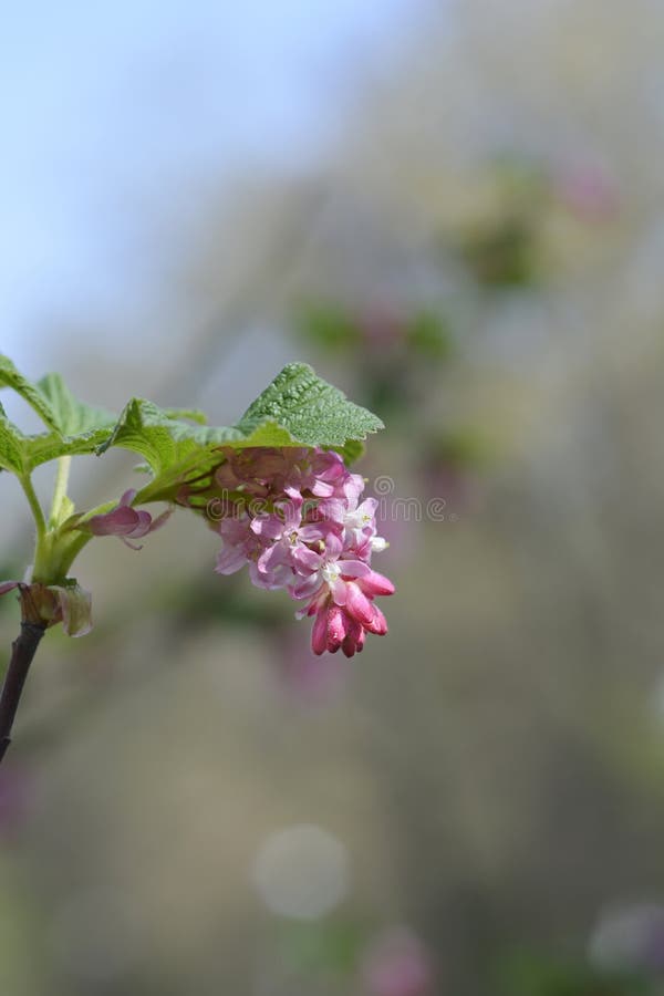 Flowering currant stock image. Image of pink, flowering - 223082153