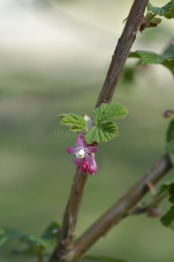 Flowering currant stock photo. Image of pink, currant - 230059822