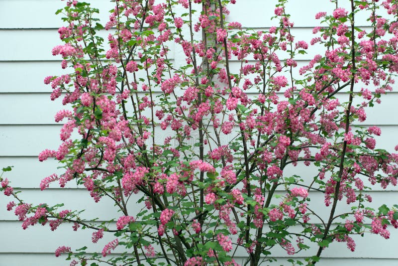 Flowering Currant stock image. Image of nature, park - 51140483