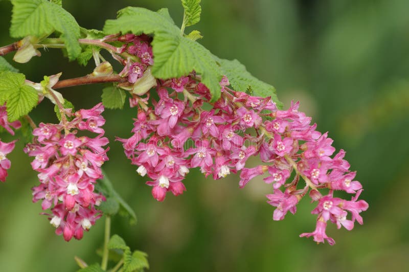 Flowering Currant stock image. Image of flowers, nature - 191935249
