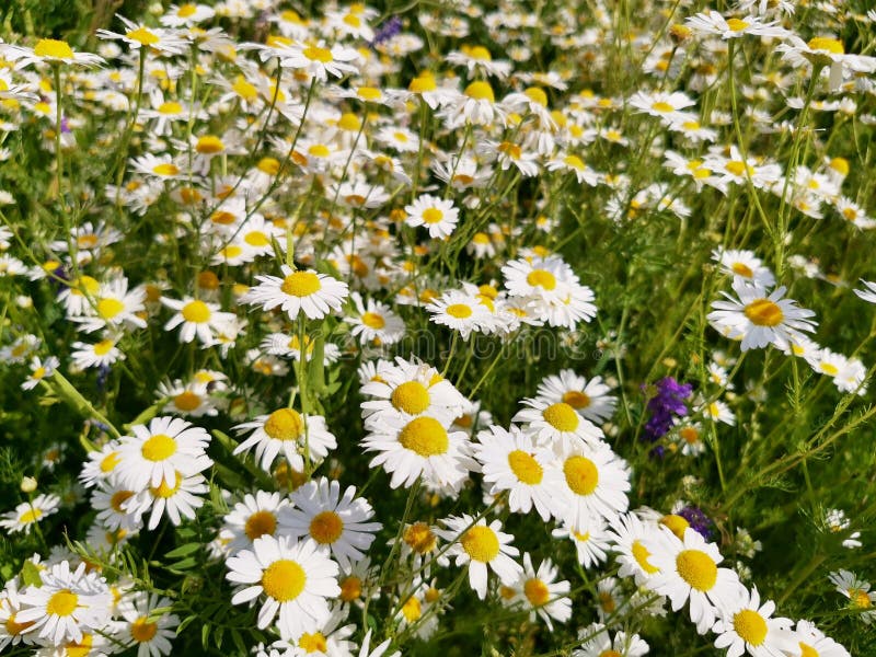 Flowering Daisy Field in Summer Side View Stock Photo - Image of ...