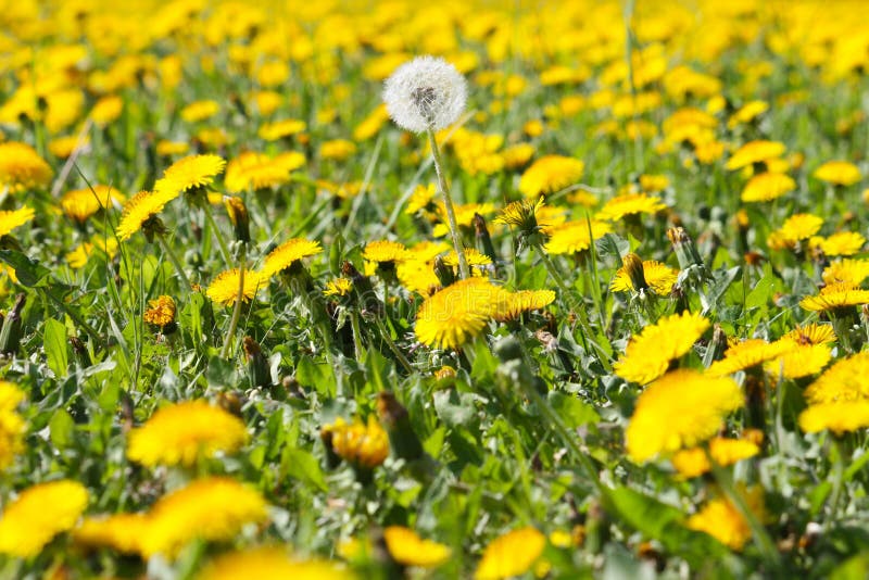Flowering dandelion stock image. Image of flower, meadow - 29506015