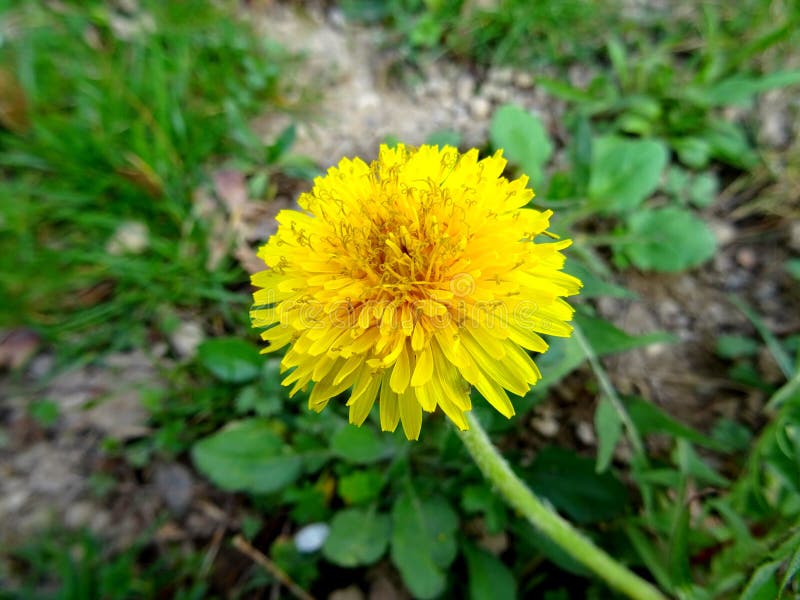 A Beauty of Flowering Dandelion Stock Image - Image of yellow, beauty ...