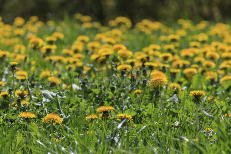 Flowering dandelion stock photo. Image of flowers, countryside - 30469350