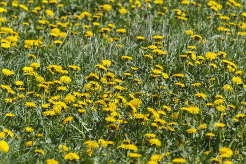 Flowering dandelion stock photo. Image of blade, countryside - 31147440