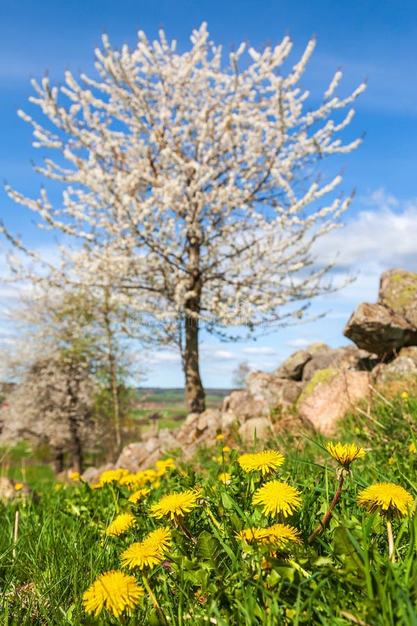 Flowering Dandelions and Cherry Trees in Spring Stock Photo - Image of ...