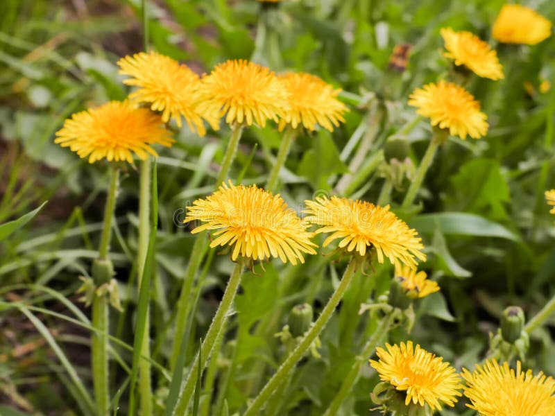 Flowering Dandelions in May Stock Photo - Image of nature, flora: 92138668
