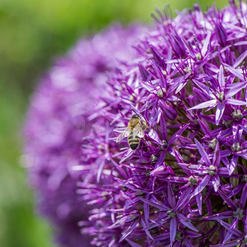 Flowering Decorative Garlic Stock Image - Image of beautiful, colorful ...