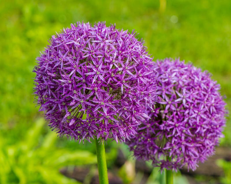 Flowering Decorative Garlic Stock Photo - Image of floral, beautiful ...