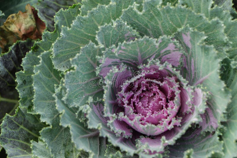 Flowering Decorative Purple-pink Cabbage Plant in Garden Stock Photo ...
