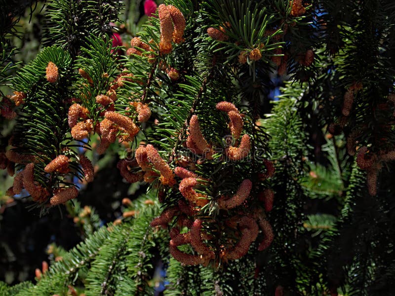 Flowering and Deflowered and Budded Cones. Stock Image - Image of pine ...