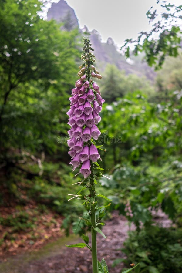 Flowering Digitalis Purpurea Stock Photo - Image of digitalis, closeup ...