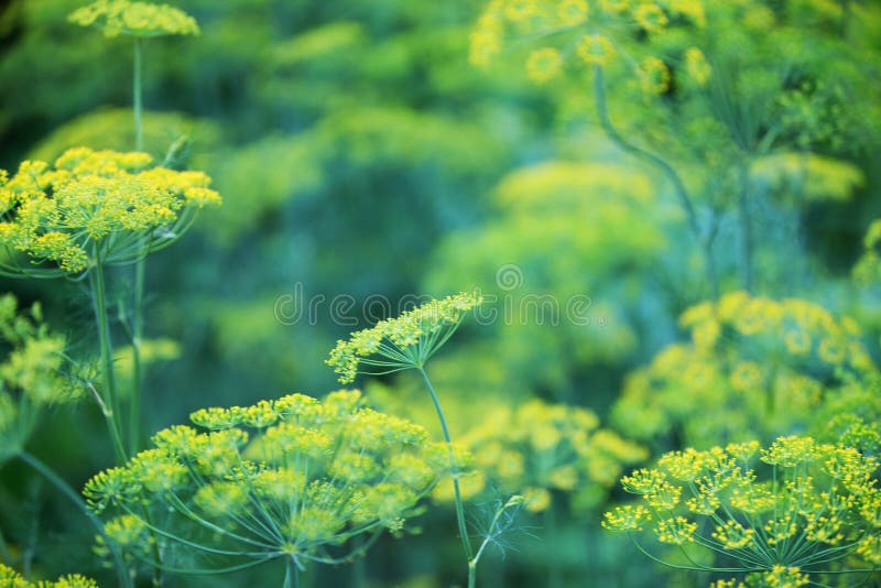 Flowering Dill with Yellow Inflorescences Stock Image - Image of ...