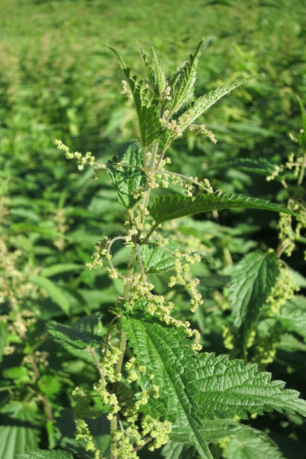 Flowering dioecious nettle stock image. Image of medicinal - 260522301