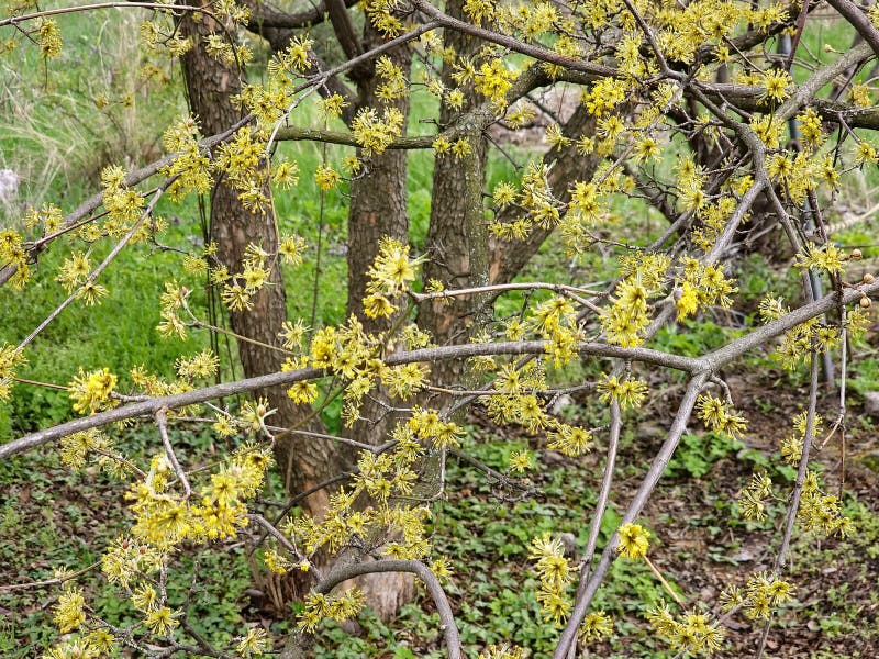 Flowering Dogwood Bush Cornus Mas Bloomed in Early Spring Stock Photo ...