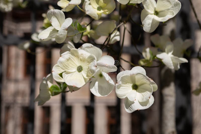 Flowering Dogwood (Cornus Florida Stock Photo - Image of tree, blossom ...