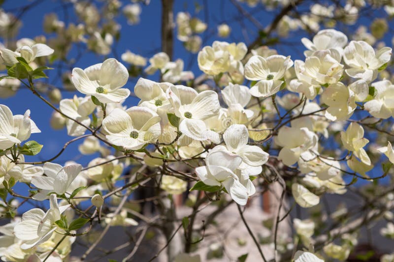 Flowering Dogwood (Cornus Florida Stock Photo - Image of garden, nature ...