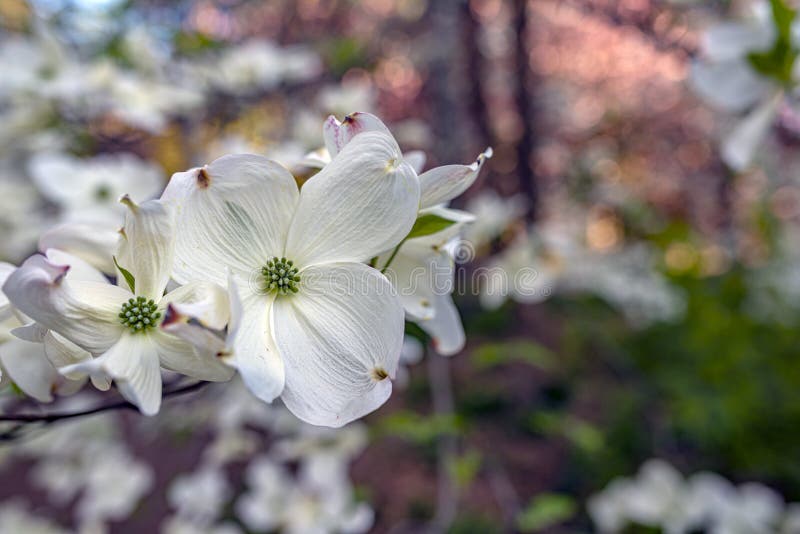 Flowering Dogwood in Spring Stock Image - Image of landscape, florida ...