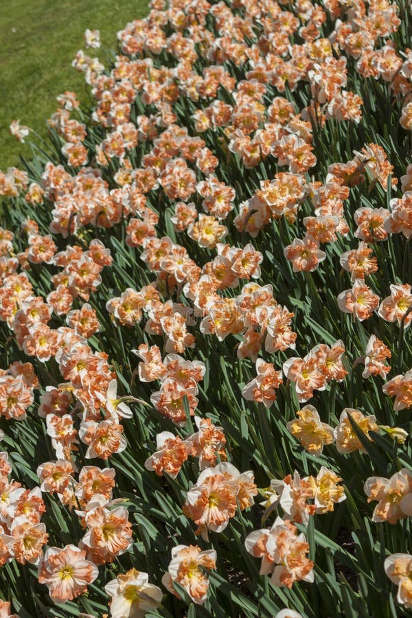 Flowering of Double-flowered Daffodils in Spring Stock Photo - Image of ...