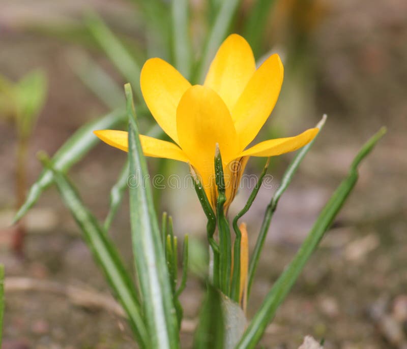 Flowering Dutch Yellow Crocus Crocus Flavus on Flowerbed Stock Photo ...