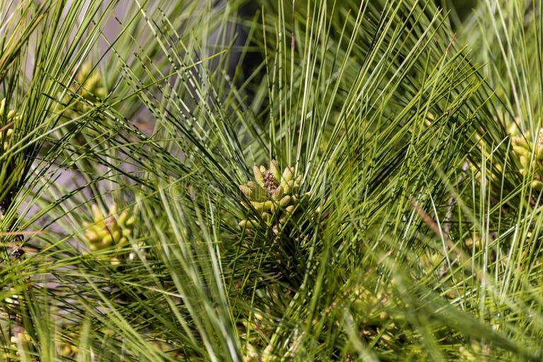 The Flowering Eastern White Pine Stock Photo - Image of plant, pine ...