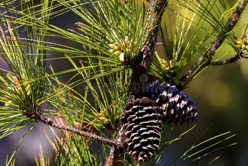 The Flowering Eastern White Pine Stock Image - Image of white ...