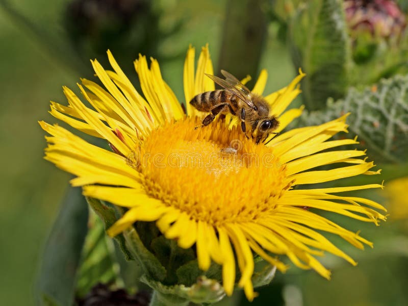 Flowering Elecampane, Inula Helenium, Close-up Stock Image - Image of ...