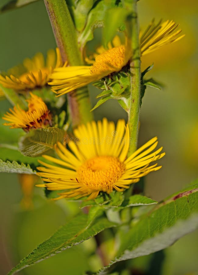Flowering Elecampane, Inula Helenium, Close-up Stock Image - Image of ...