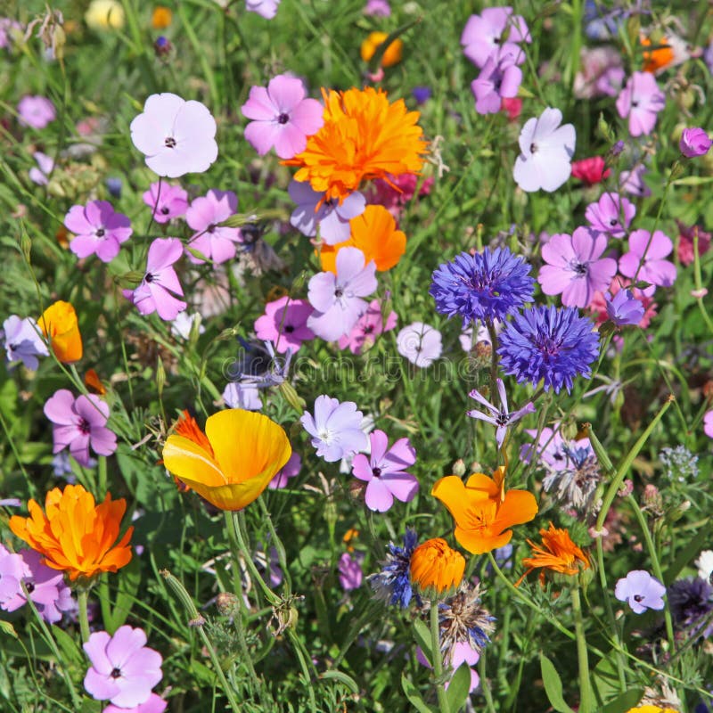 Flowering Fallow with Multiple Colors Stock Photo - Image of decoration ...