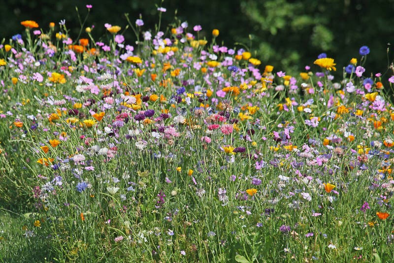 Flowering Fallow with Multiple Colors Stock Photo - Image of green ...