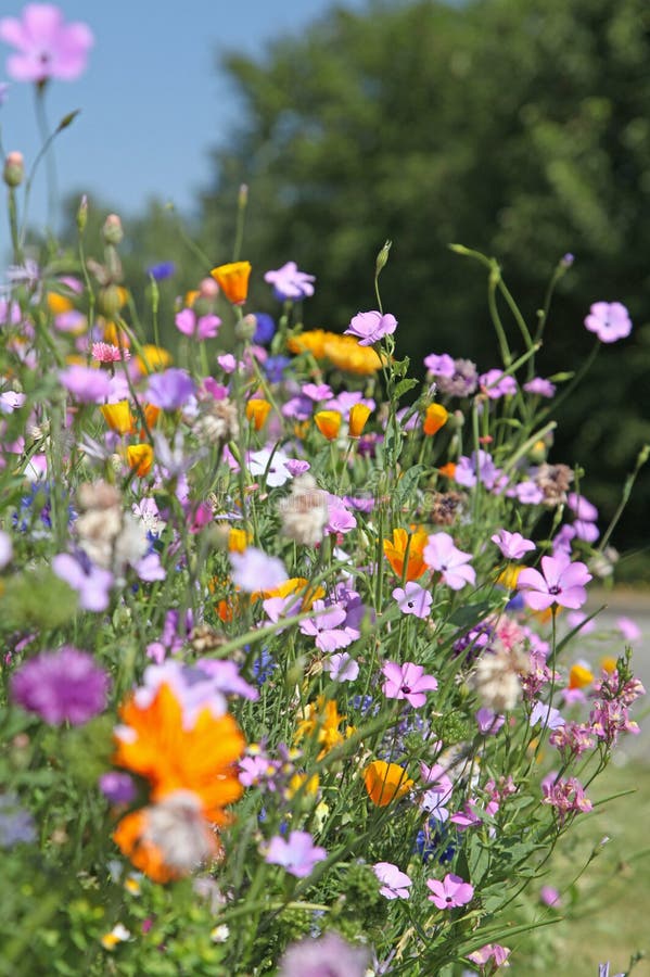 Flowering Fallow with Multiple Colors Stock Image - Image of grass ...