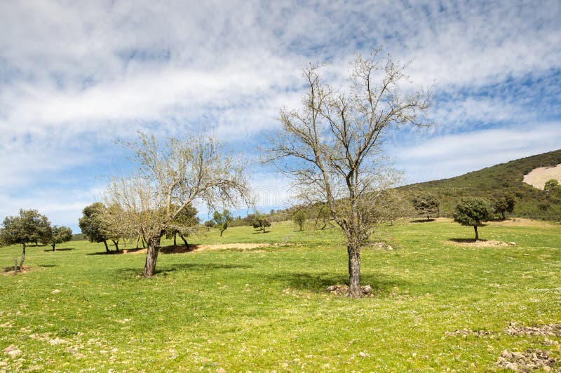 Flowering Fallows in Toledo Mountains Stock Photo - Image of country ...