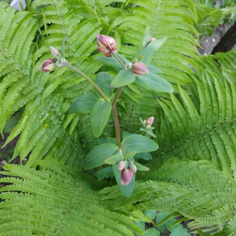 Flowering fern flowers stock photo. Image of flowers - 180959480