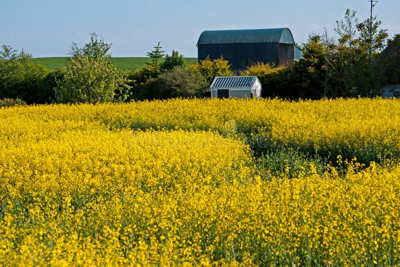 Flowering Field with Yellow Stock Photo - Image of canola, farm: 39693968