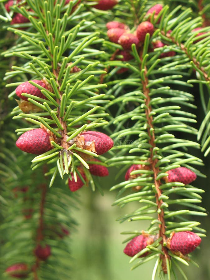 Flowering fir branch stock photo. Image of bloom, tree - 9653314