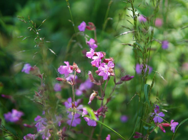 Flowering Fireweed in a Field Stock Photo - Image of plant, field ...
