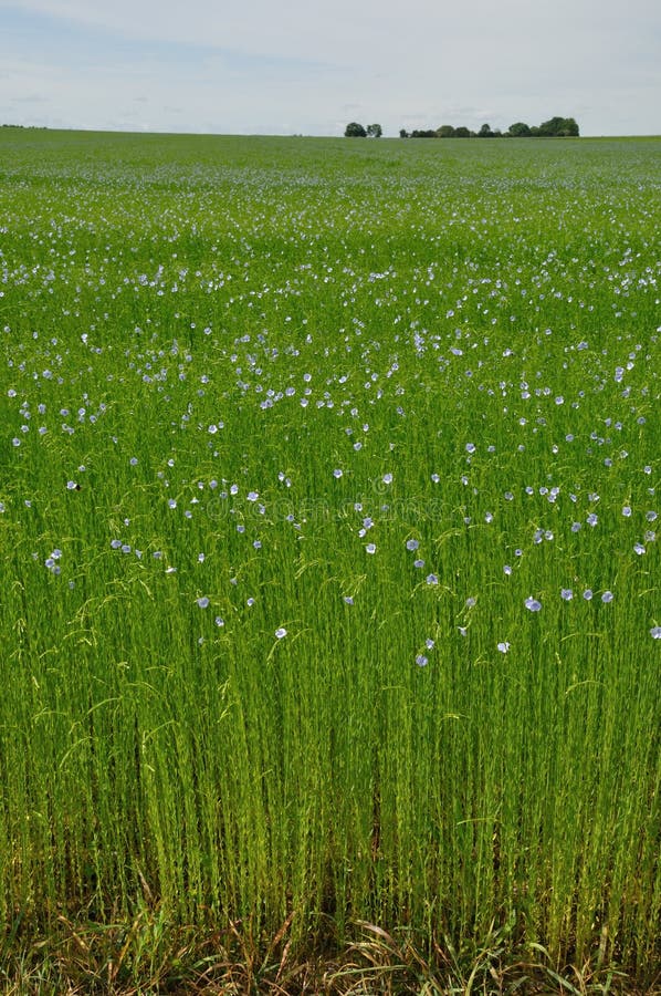 Flowering flax field stock photo. Image of material - 144986954