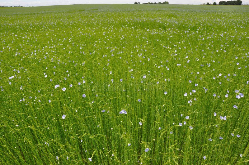 Flowering flax field stock image. Image of landscape - 147891321