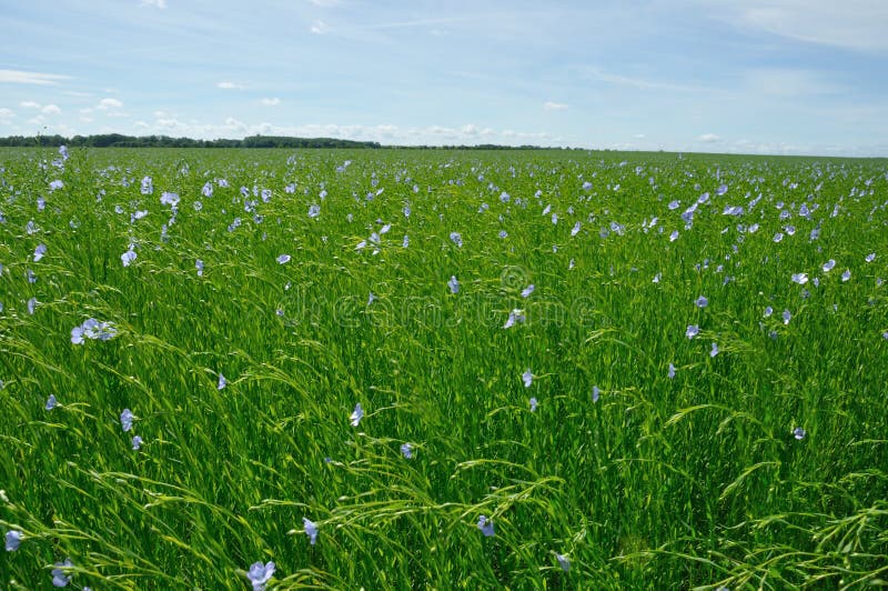 Flowering flax field stock image. Image of horizon, spring - 157378013