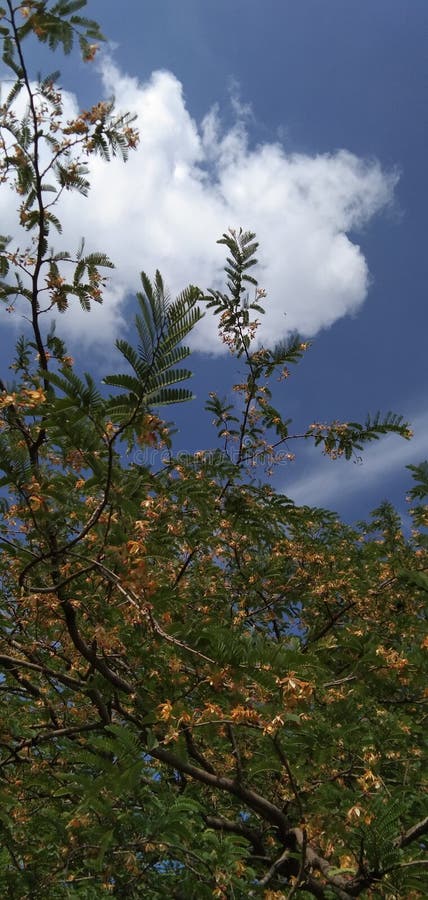 Flowering Footage To the Tamarind Tree Stock Image - Image of plant ...