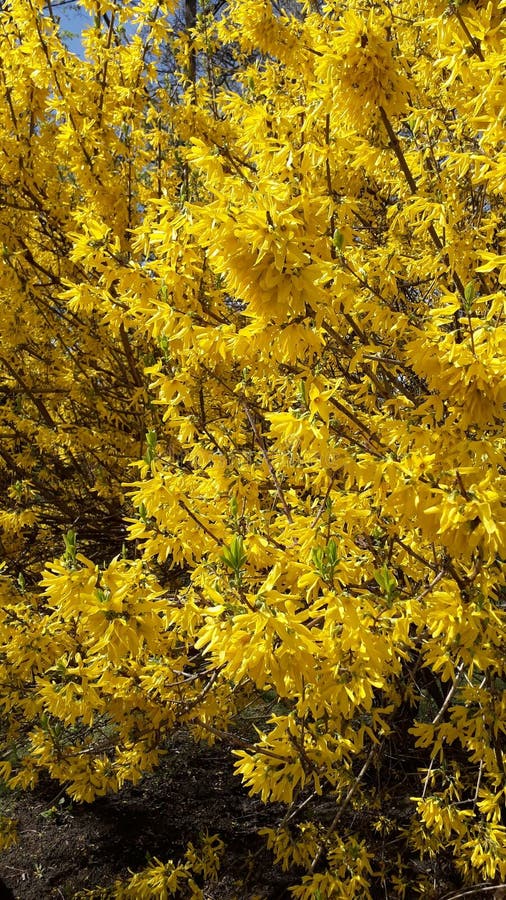 Flowering Forsythia Bushes. Yellow Flowers. Yellow Bushes. Forsythia ...