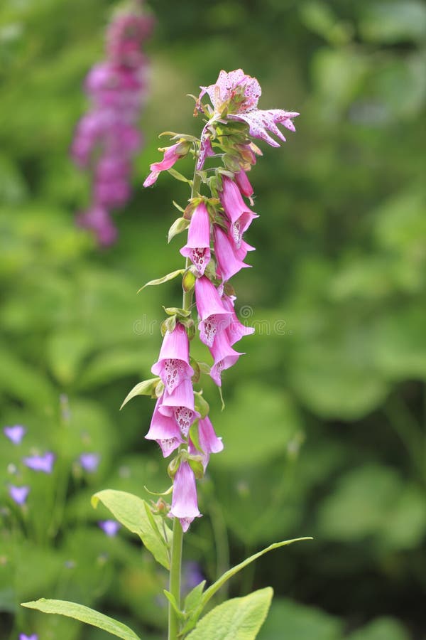 Foxglove flowers stock photo. Image of field, closeup - 19912864