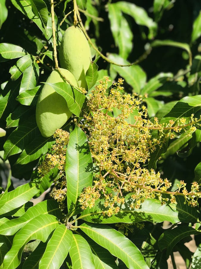 Mango Tree Shade Fruit Stock Photos - Free & Royalty-Free Stock Photos ...