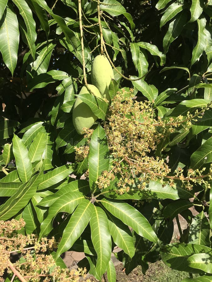 106 Mango Tree Shade Fruit Stock Photos - Free & Royalty-Free Stock ...