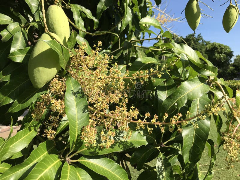 Mango Flower And Fruit