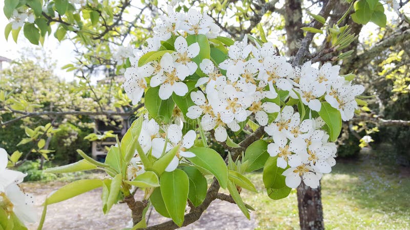 Flowering Fruit Pear Tree in Spring Garden Stock Image - Image of plant ...