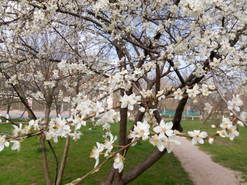 Flowering Fruit Tree Branch in Spring Day Stock Image - Image of ...