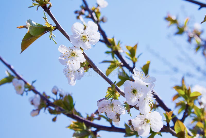 Flowering Fruit Tree Branch on a Spring Day Stock Photo - Image of ...