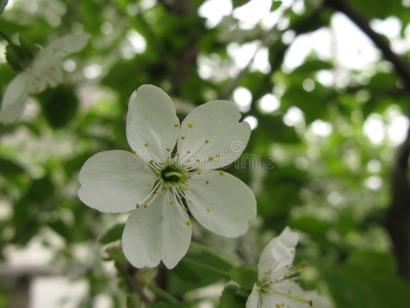 Flowering fruit tree stock photo. Image of beauty, view - 84670866 Flowering fruit tree stock photo. Image of beauty, view - 84670866
